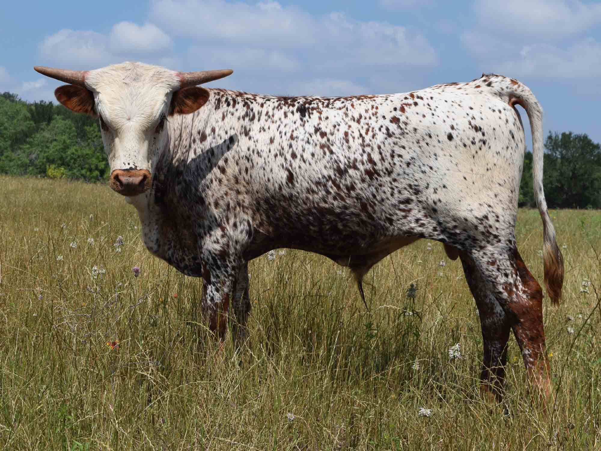 Rocking O Longhorns - Texas Longhorn herd sires and bulls