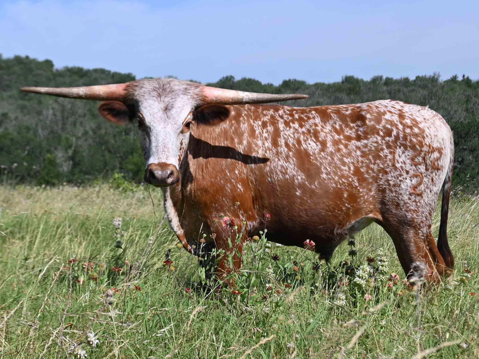 Rocking O Longhorns - Steers for sale
