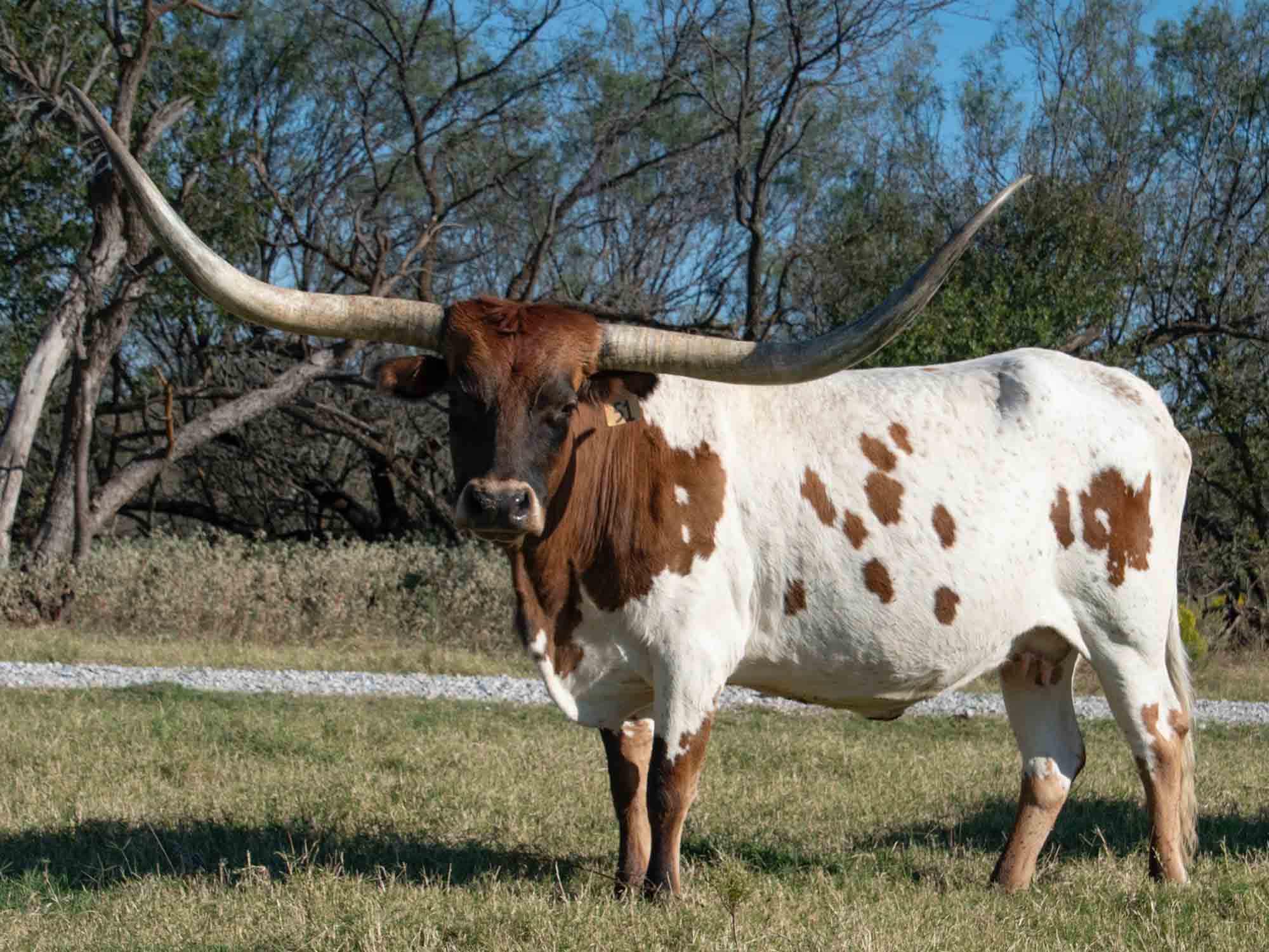 Rocking O Longhorns - Mature Cows for sale