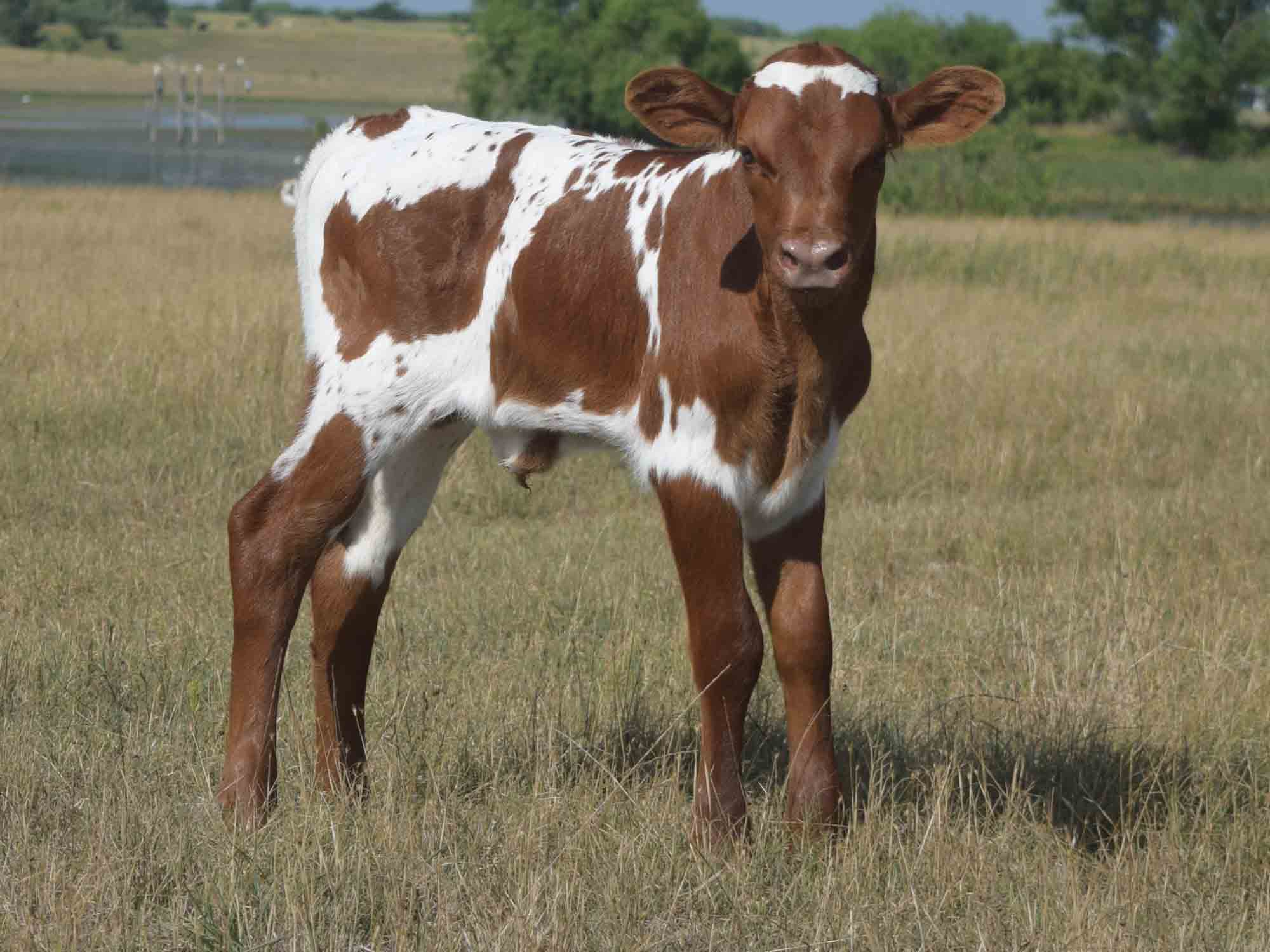 Rocking O Longhorns - Texas Longhorn herd sires and bulls
