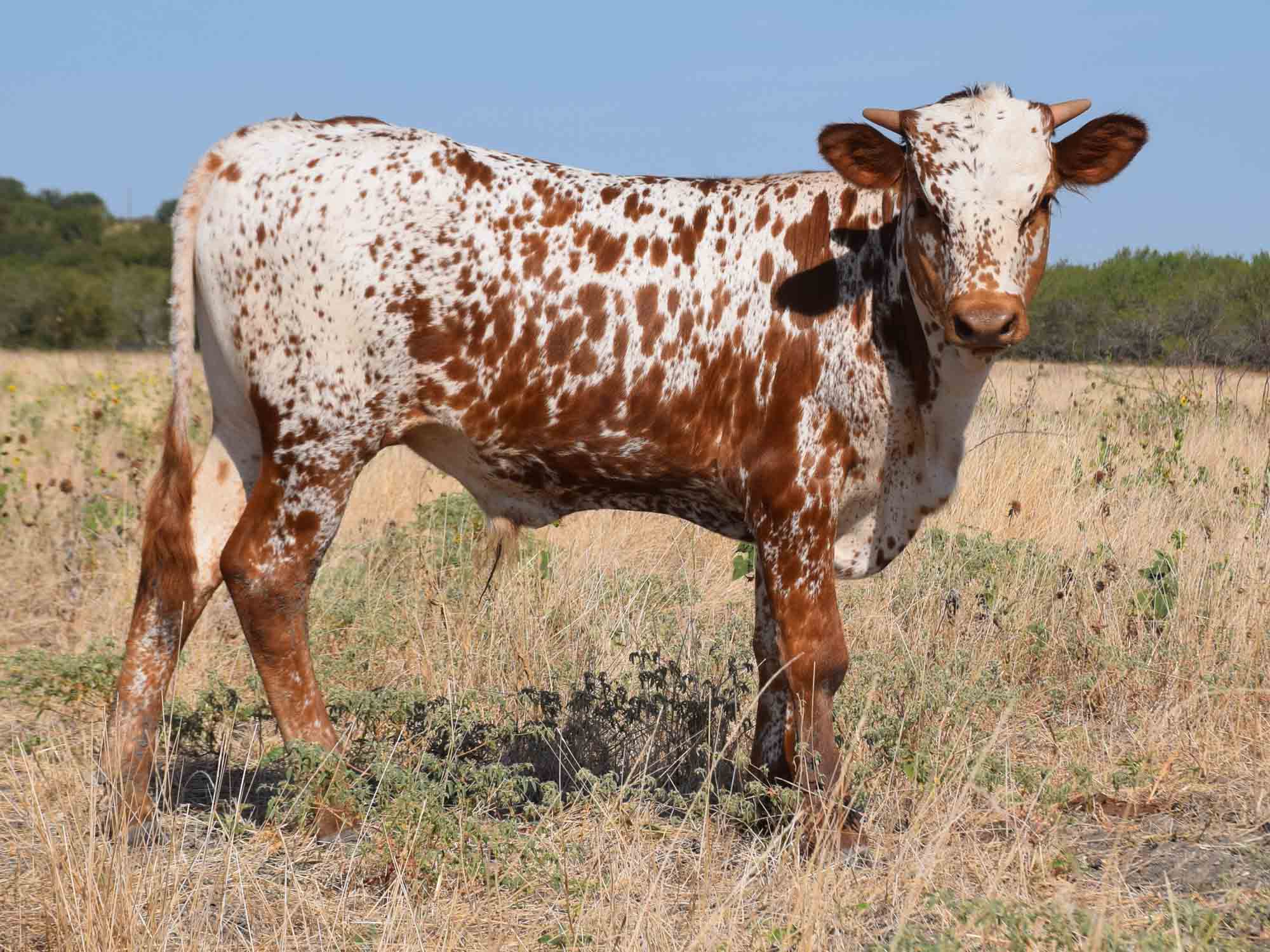 Rocking O Longhorns - Texas Longhorn herd sires and bulls