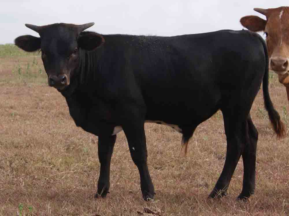 Rocking O Ranch - CO Capone's Sapphire