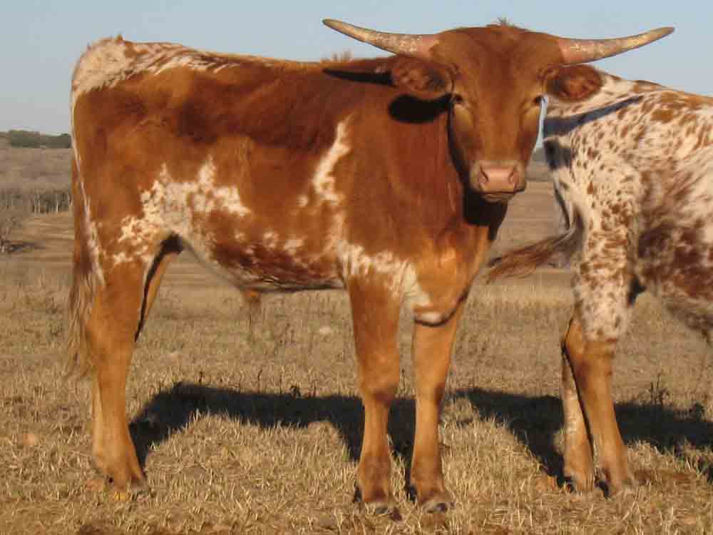 Rocking O Ranch - CO Lilly