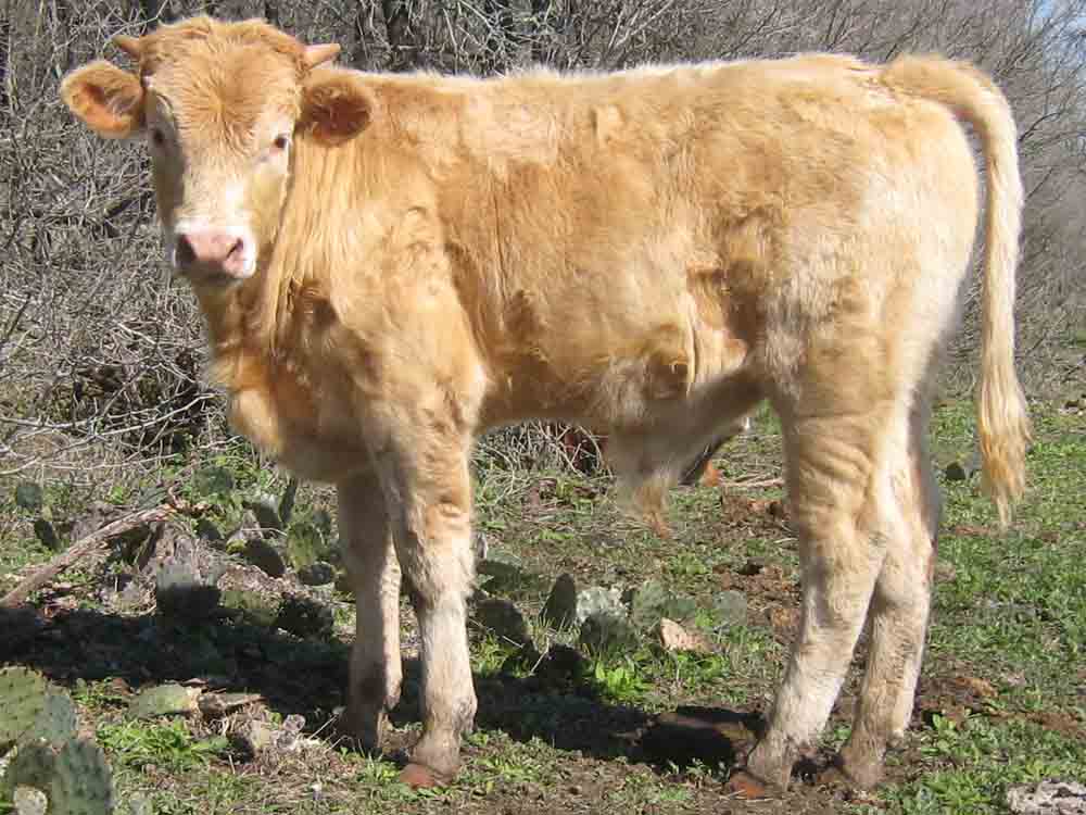 Rocking O Ranch - CO Lilly