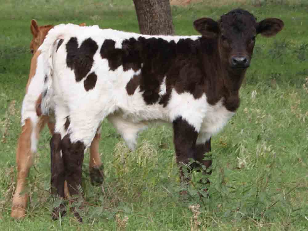 Rocking O Ranch - CO Lilly