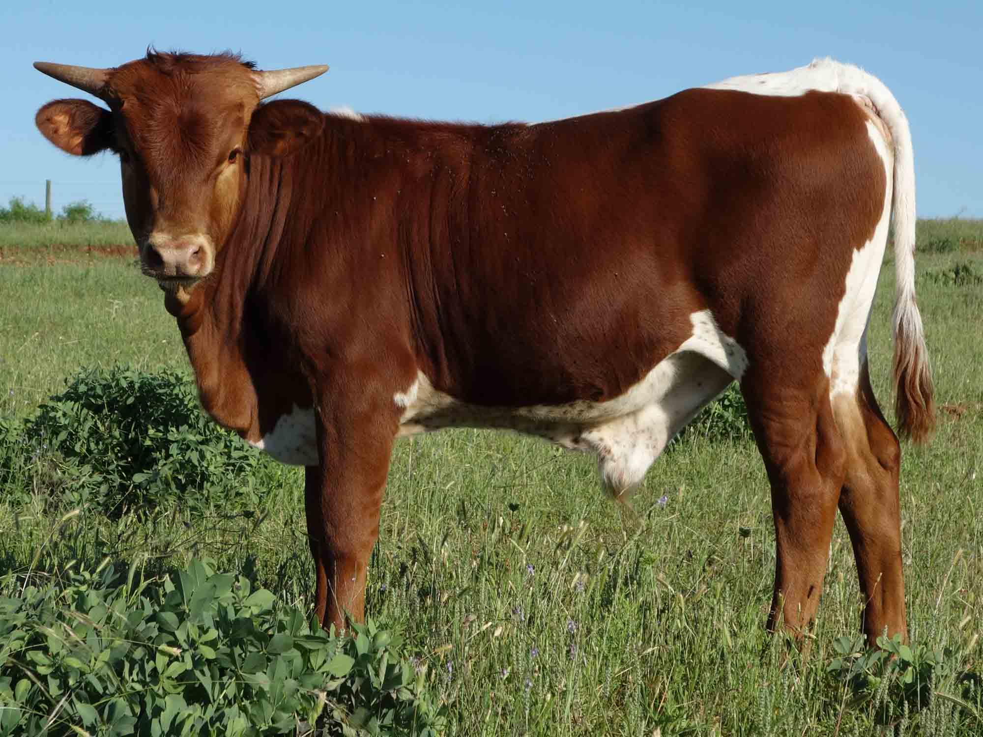 Rocking O Ranch - CO Lilly