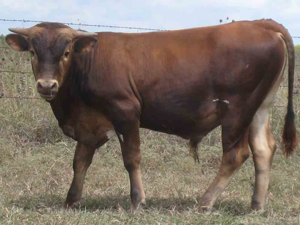 Rocking O Ranch - CO Paintbrush