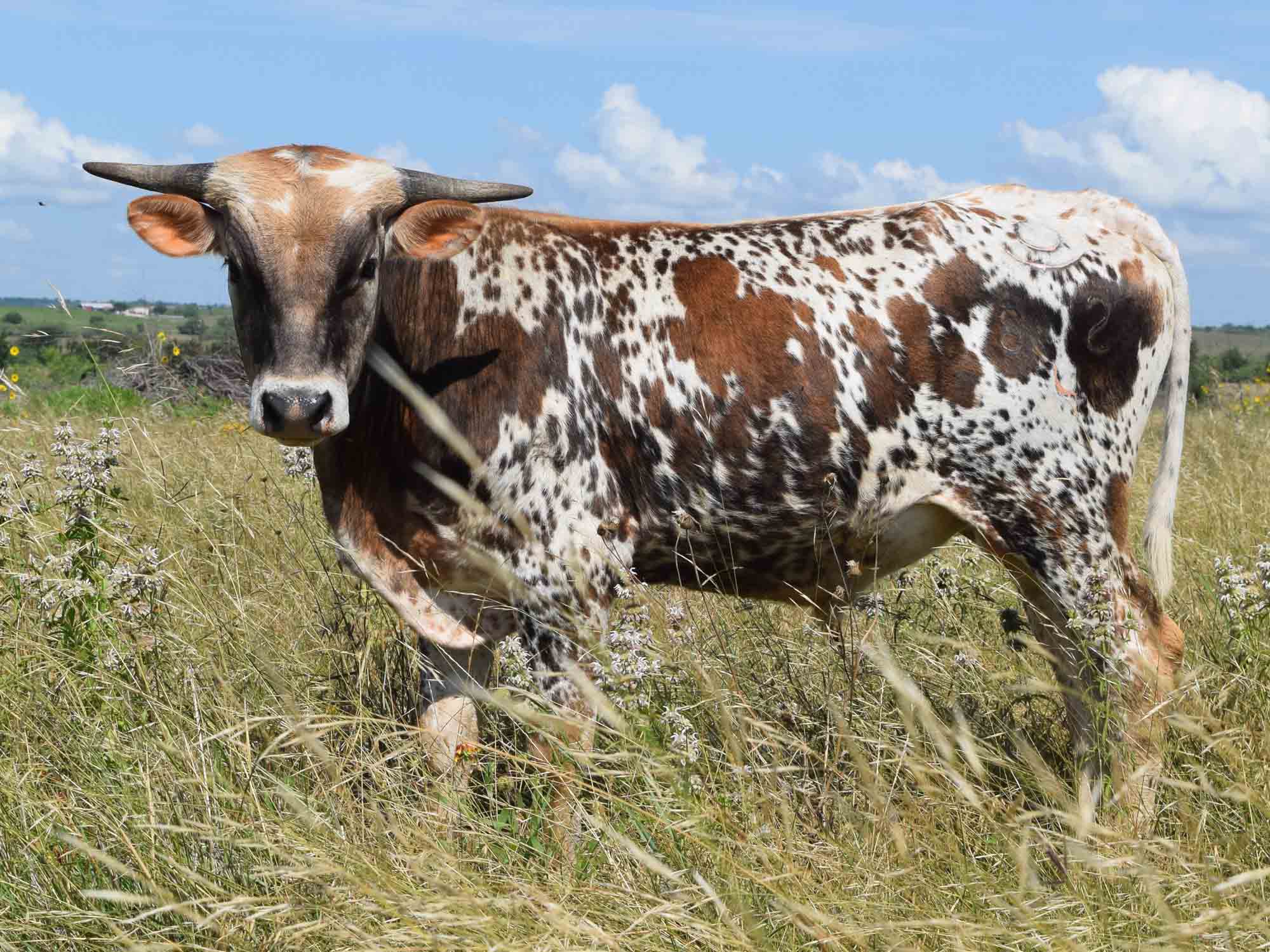 Rocking O Longhorns - Texas Longhorn herd sires and bulls
