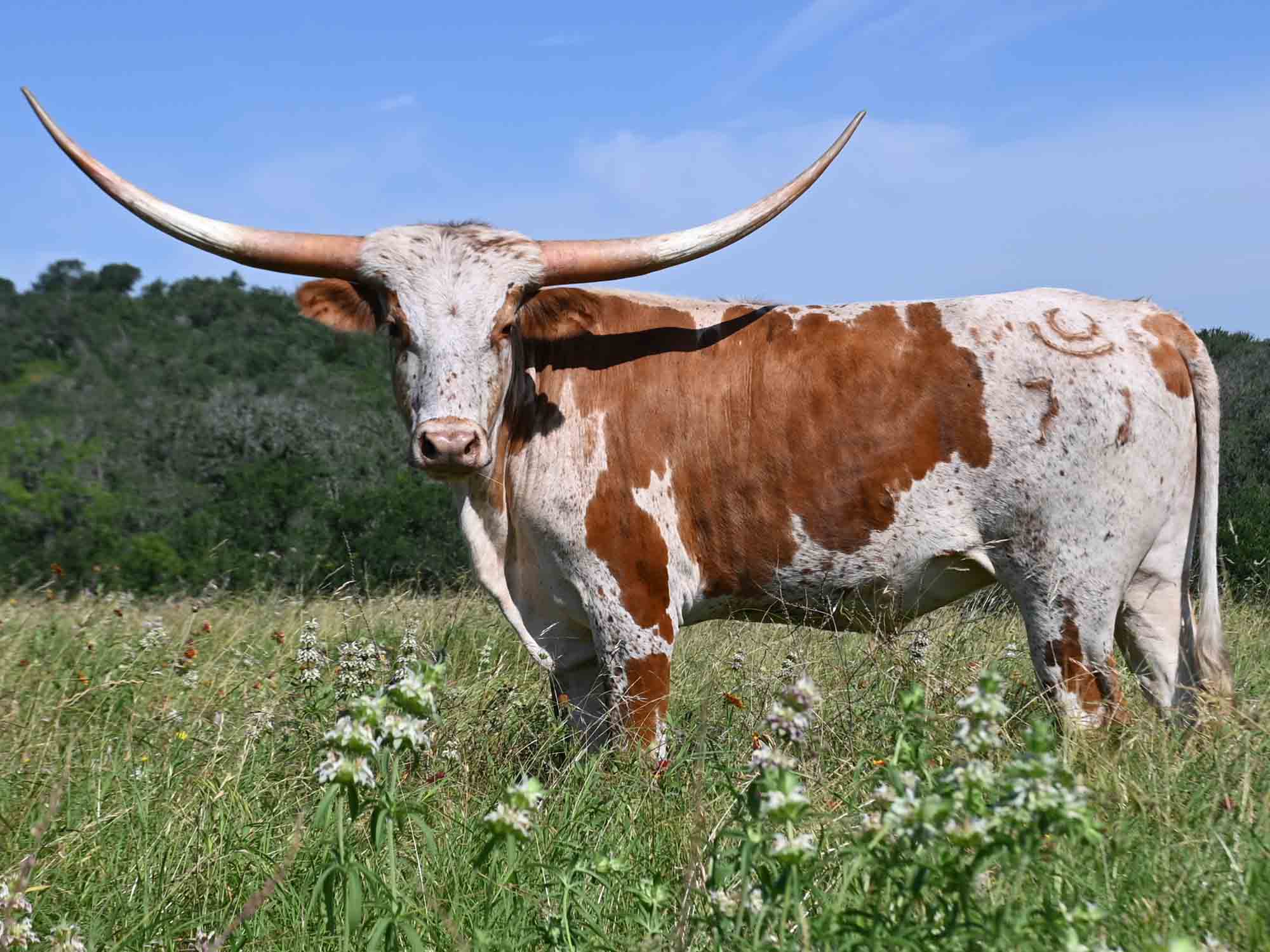 Rocking O Longhorns - Steers for sale