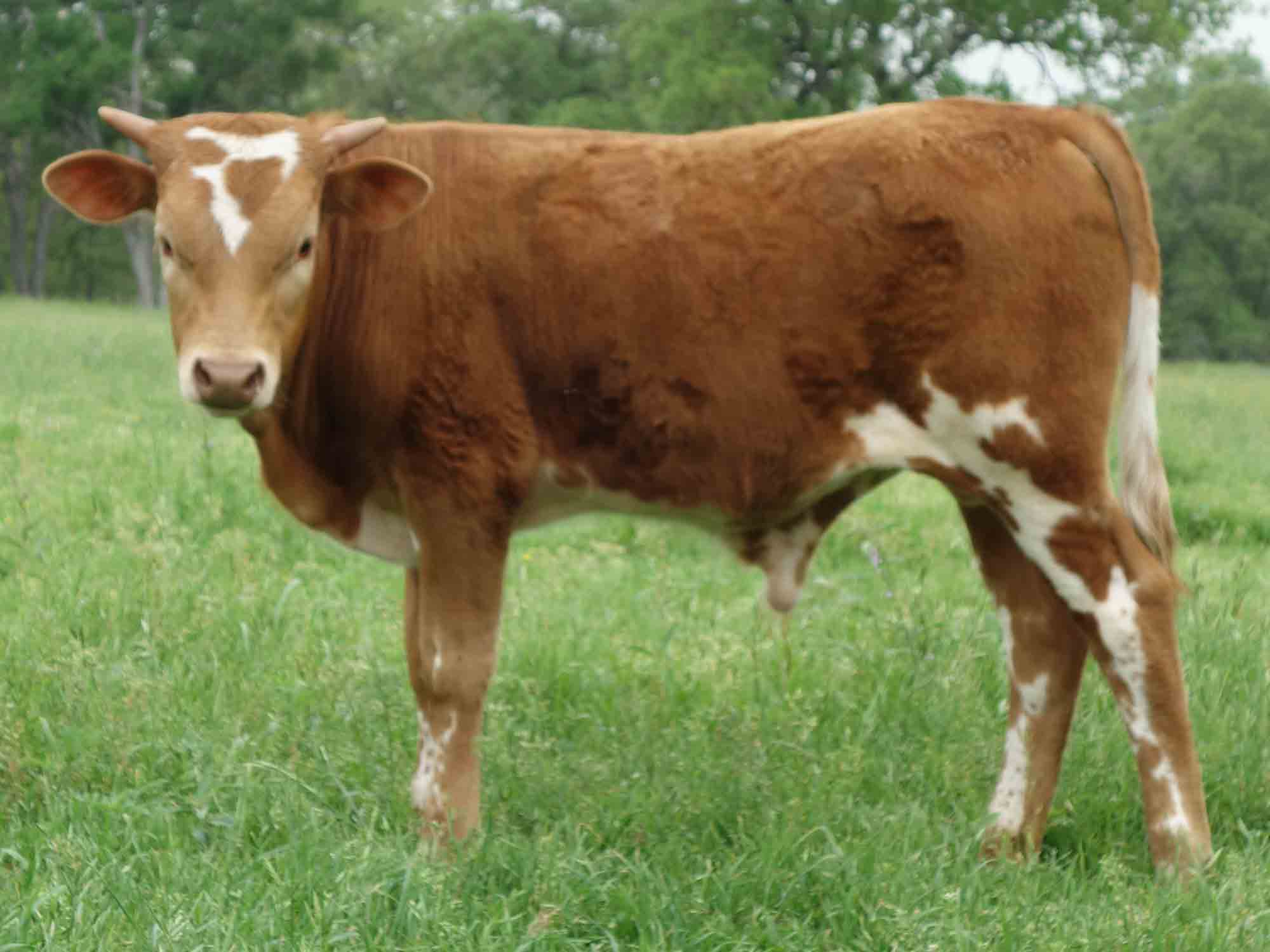 Rocking O Ranch - CO Ruby Red