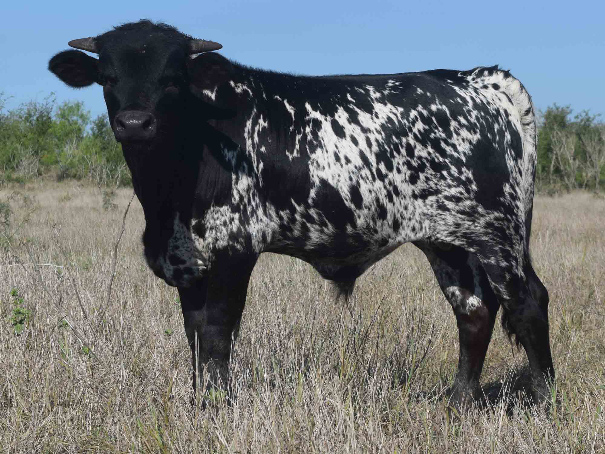 Rocking O Longhorns - Texas Longhorn herd sires and bulls