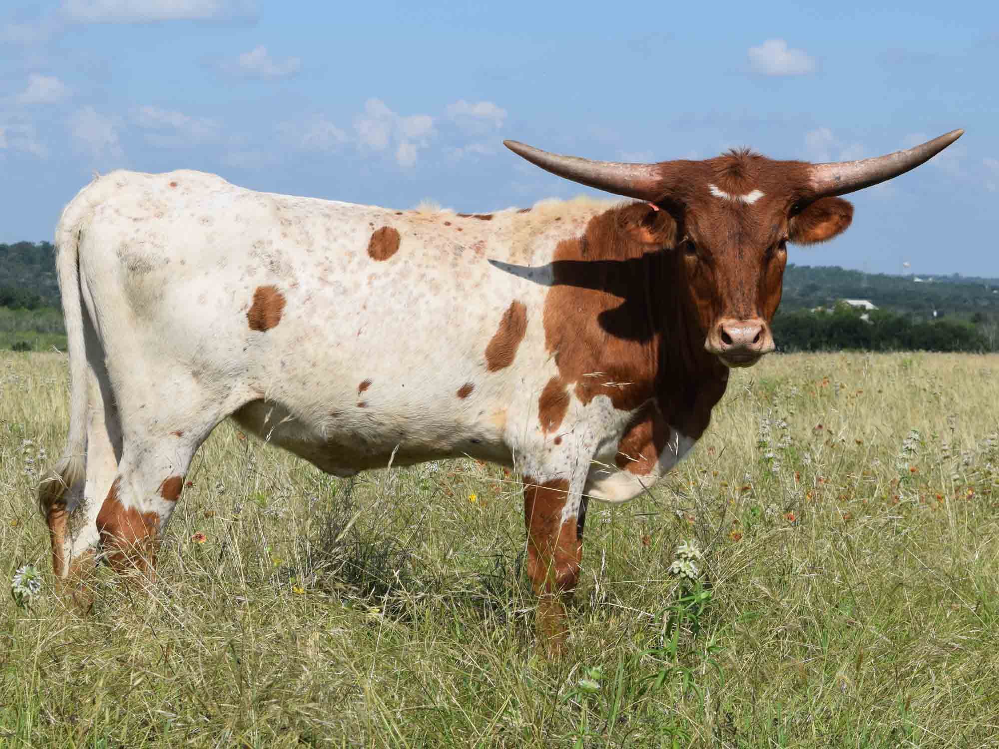 Rocking O Ranch - DB Cut'n Wow Wee