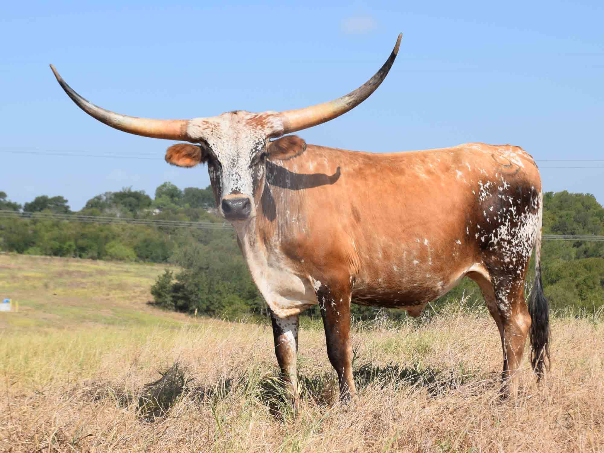 Rocking O Longhorns - Steers for sale