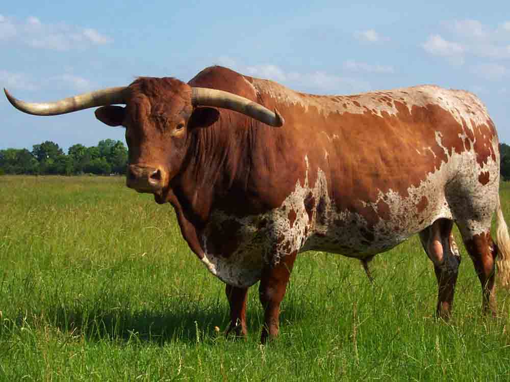Rocking O Longhorns - Texas Longhorn herd sires and bulls