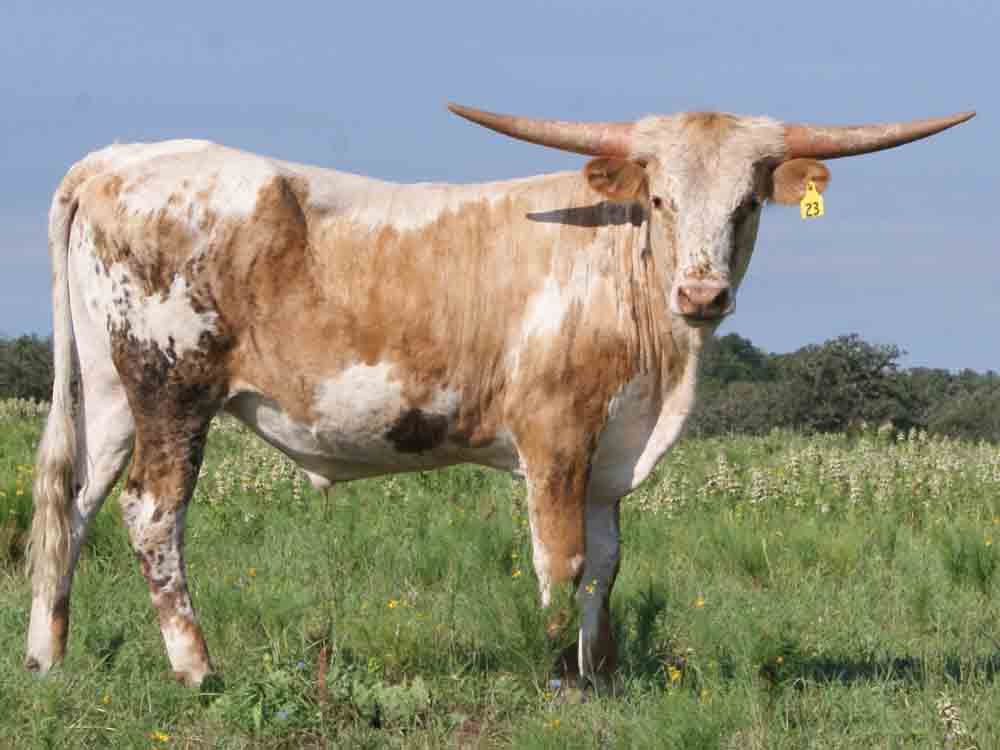 Rocking O Ranch - LLL Max's Rave