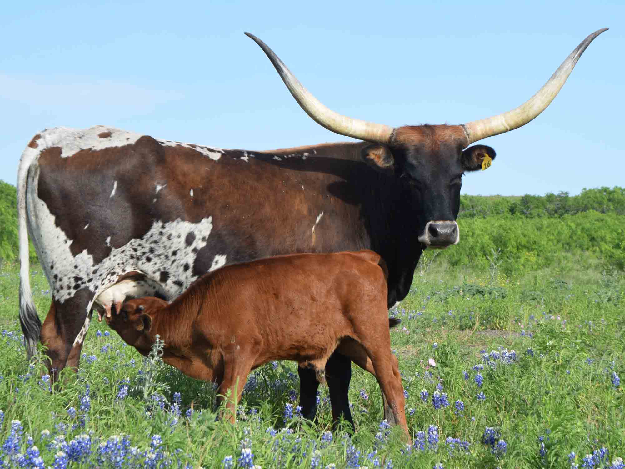 Rocking O Ranch - LLL Max's Trinity