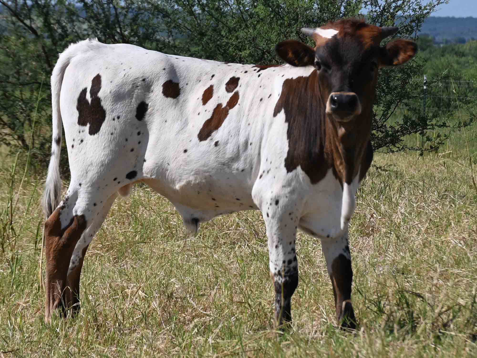 Rocking O Ranch - Queen Beast