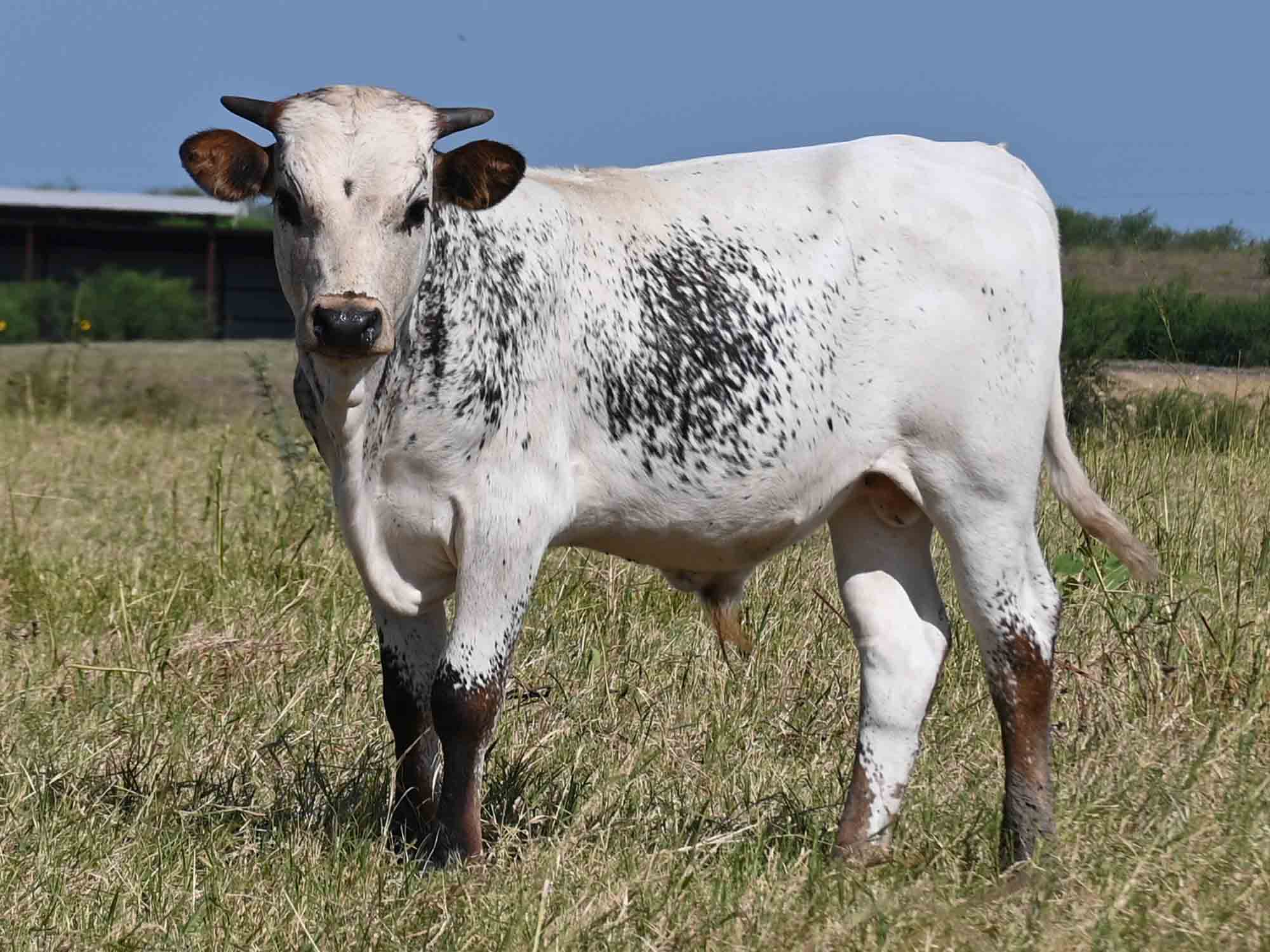 Rocking O Longhorns - Texas Longhorn herd sires and bulls
