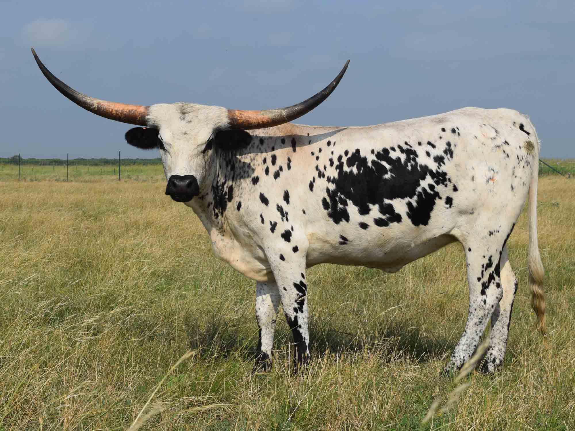 Rocking O Longhorns - Exposed Heifers for sale