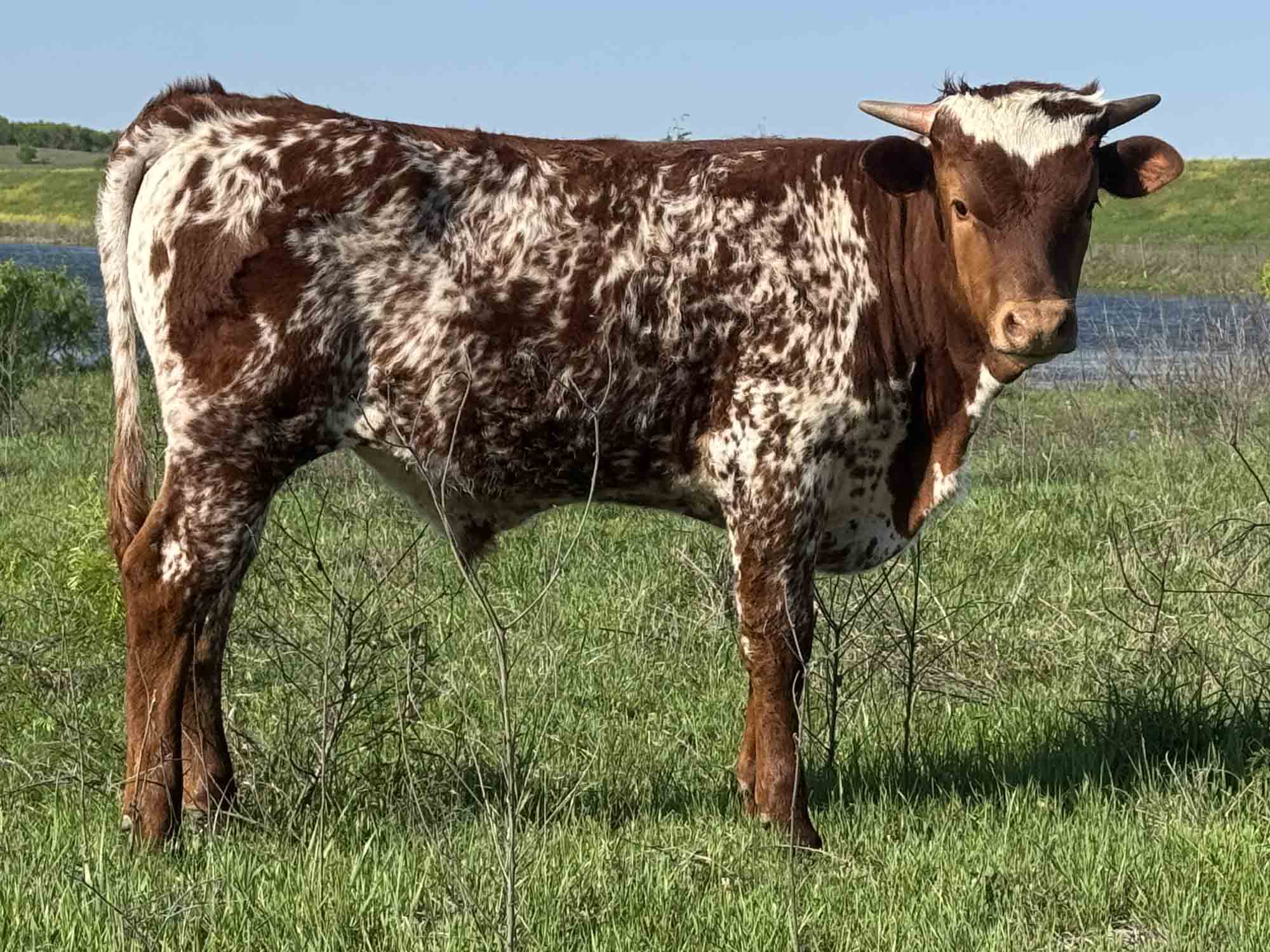 Rocking O Longhorns - Texas Longhorn herd sires and bulls