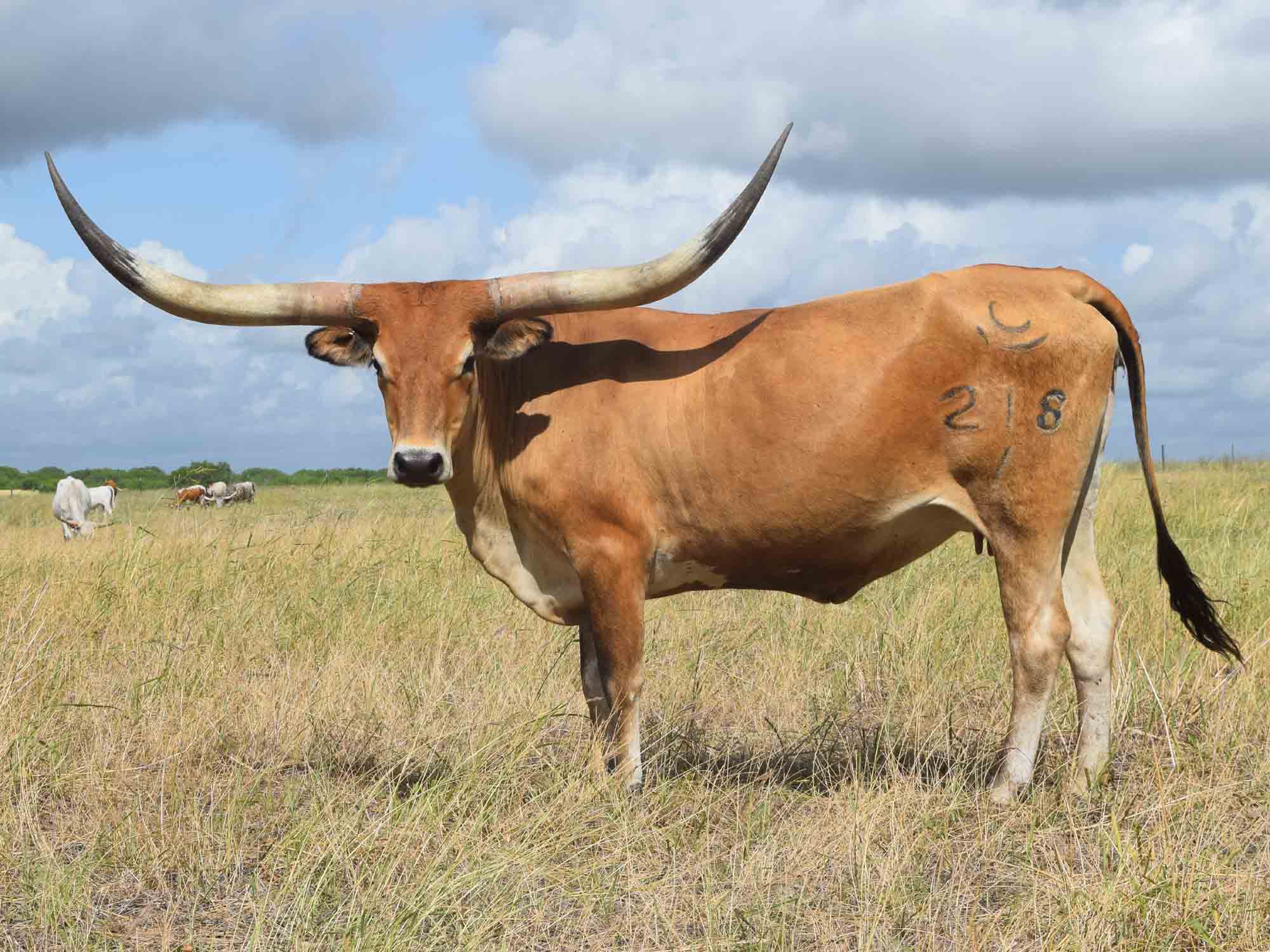 Rocking O Longhorns - Young Cows for sale