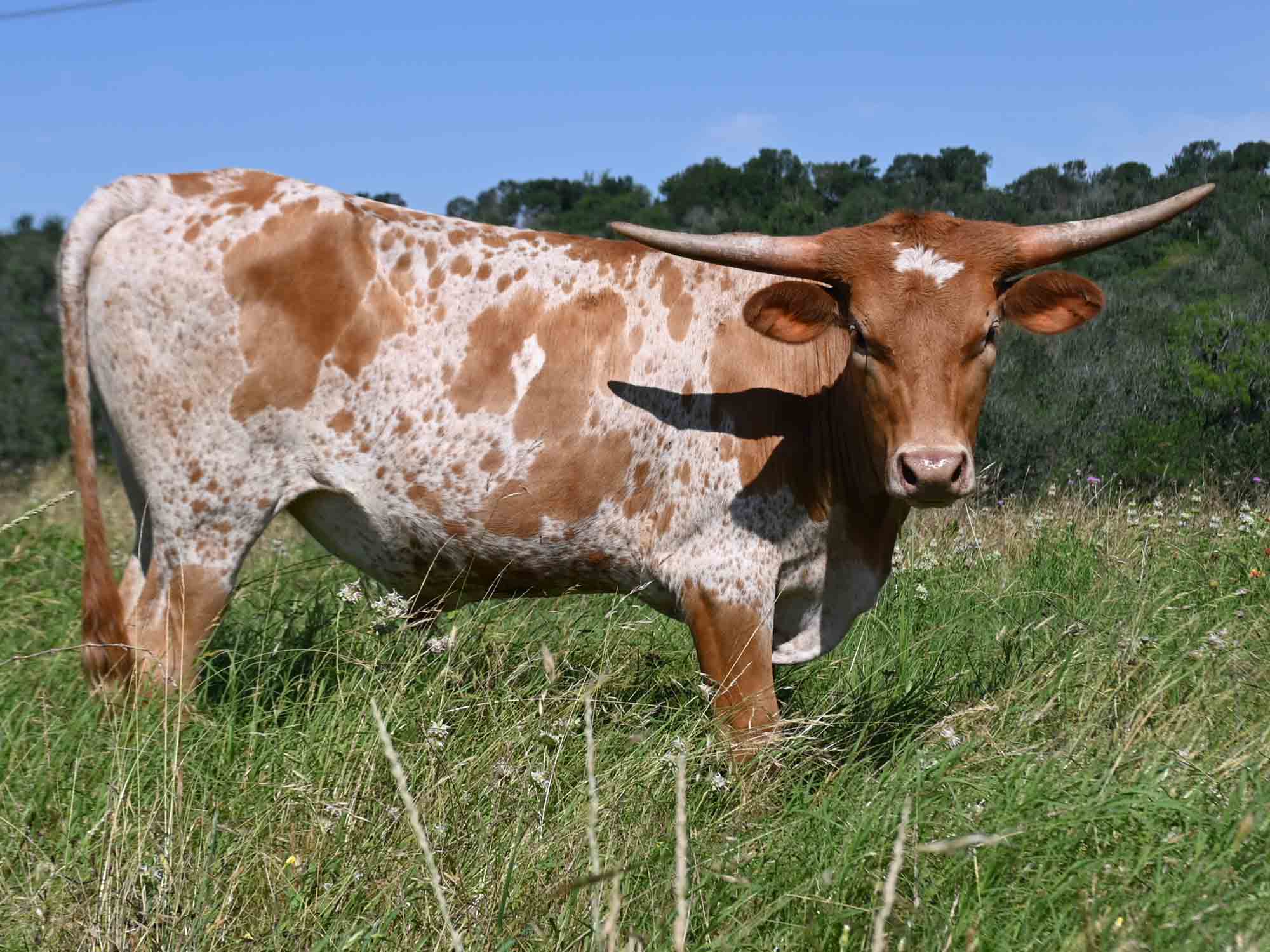 Rocking O Longhorns - Steers for sale