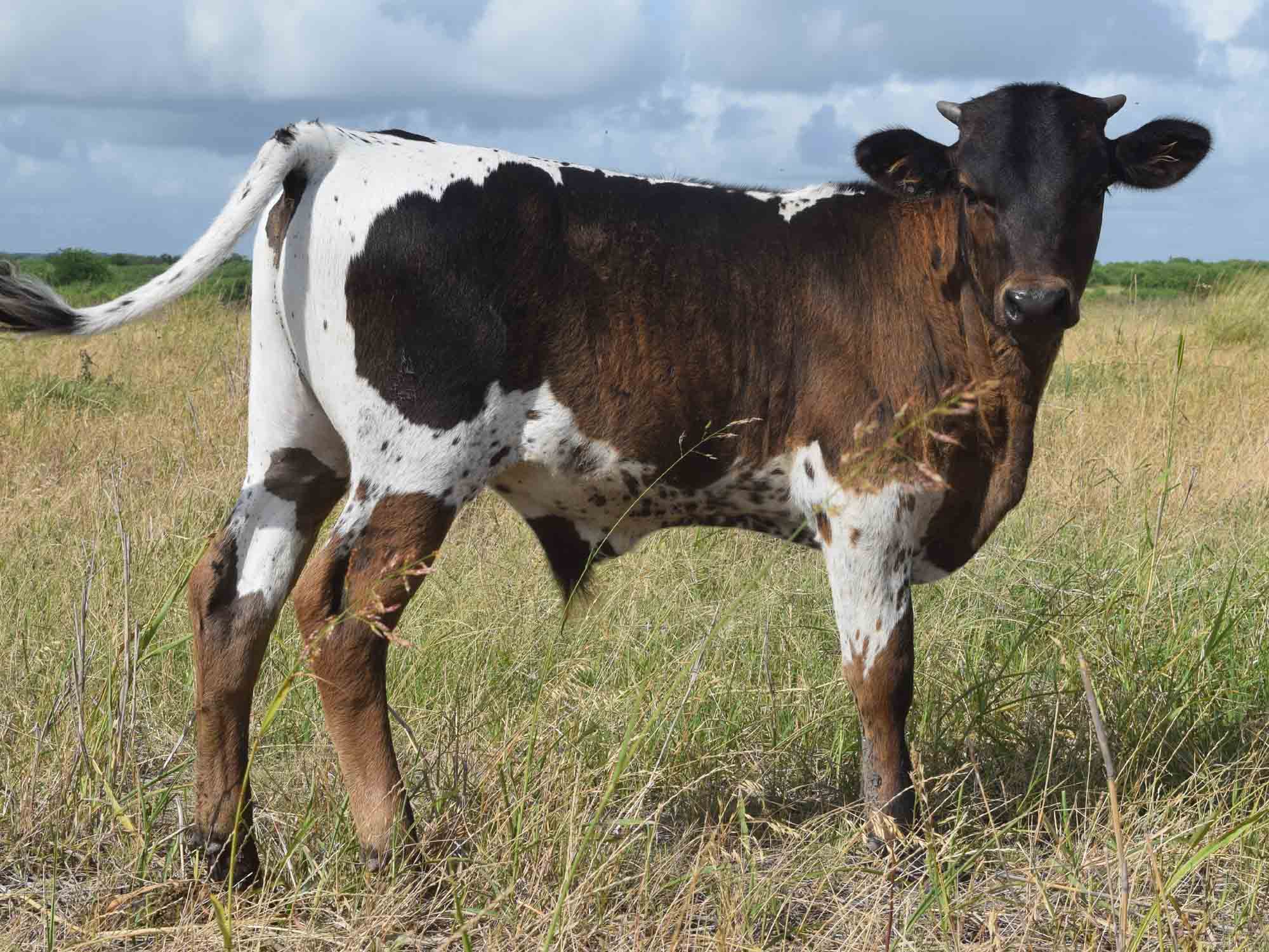 Rocking O Longhorns - Texas Longhorn herd sires and bulls