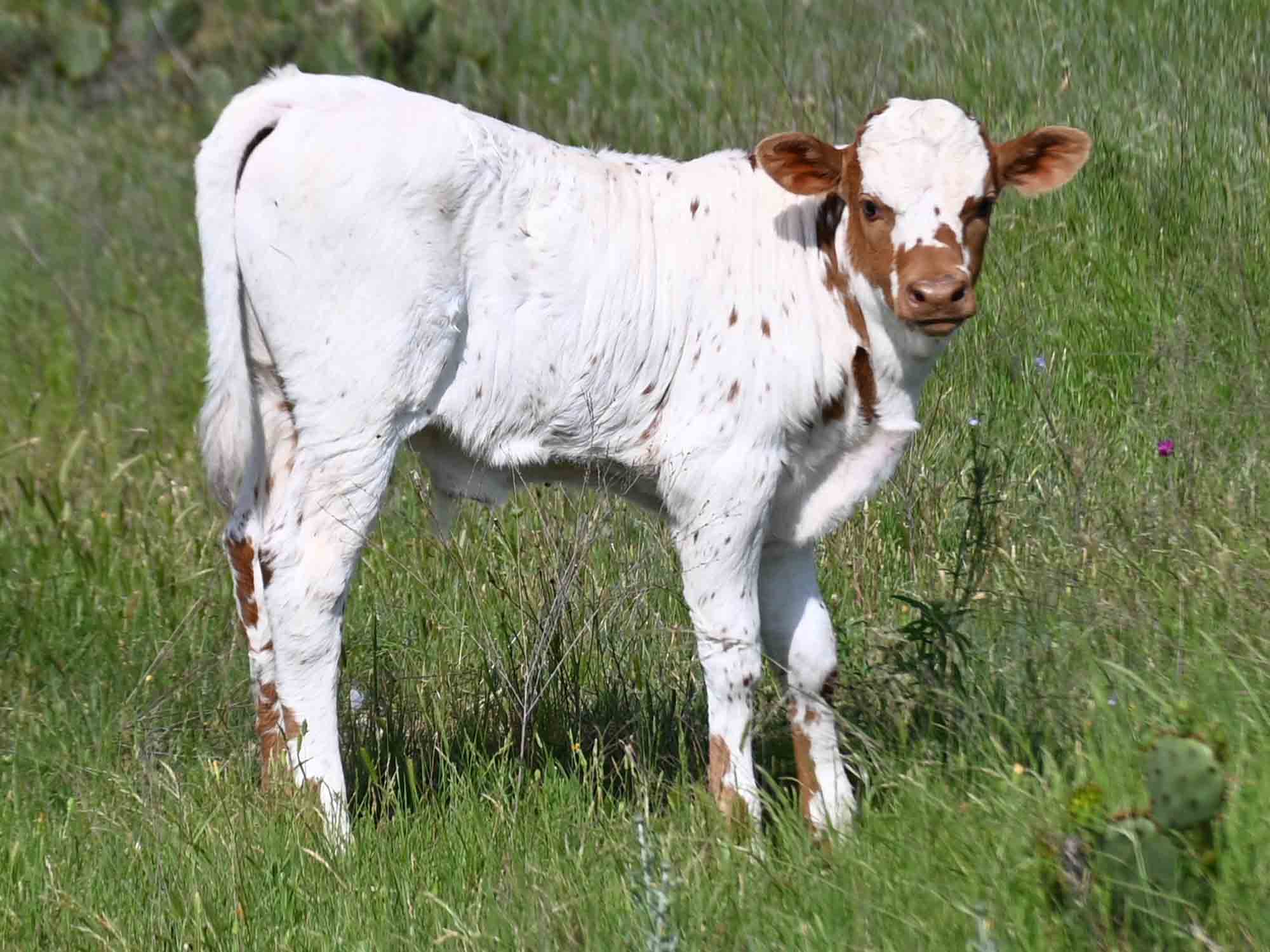 Rocking O Ranch - RO Royal Stock