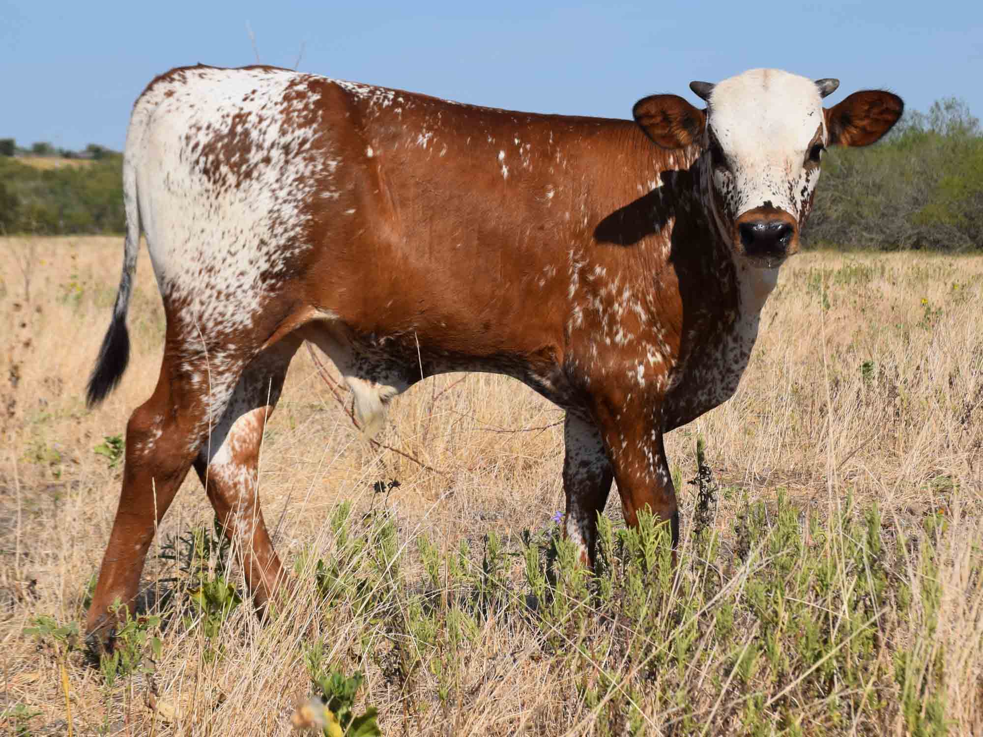 Rocking O Longhorns - Texas Longhorn herd sires and bulls