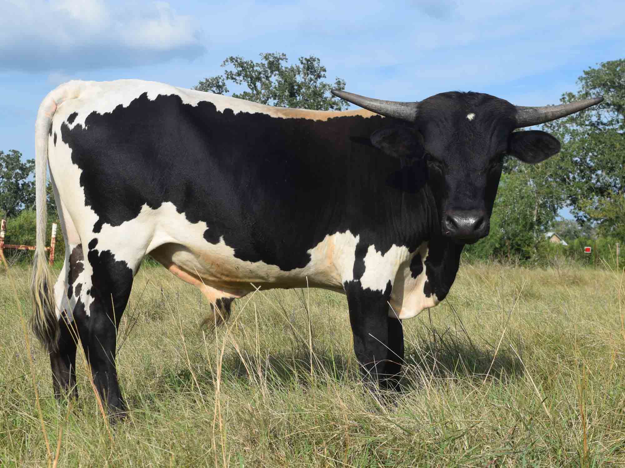 Rocking O Longhorns - Texas Longhorn herd sires and bulls