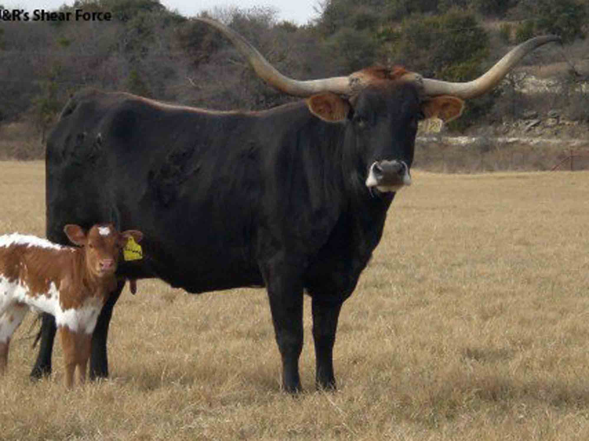 Rocking O Longhorns - Sold Cattle