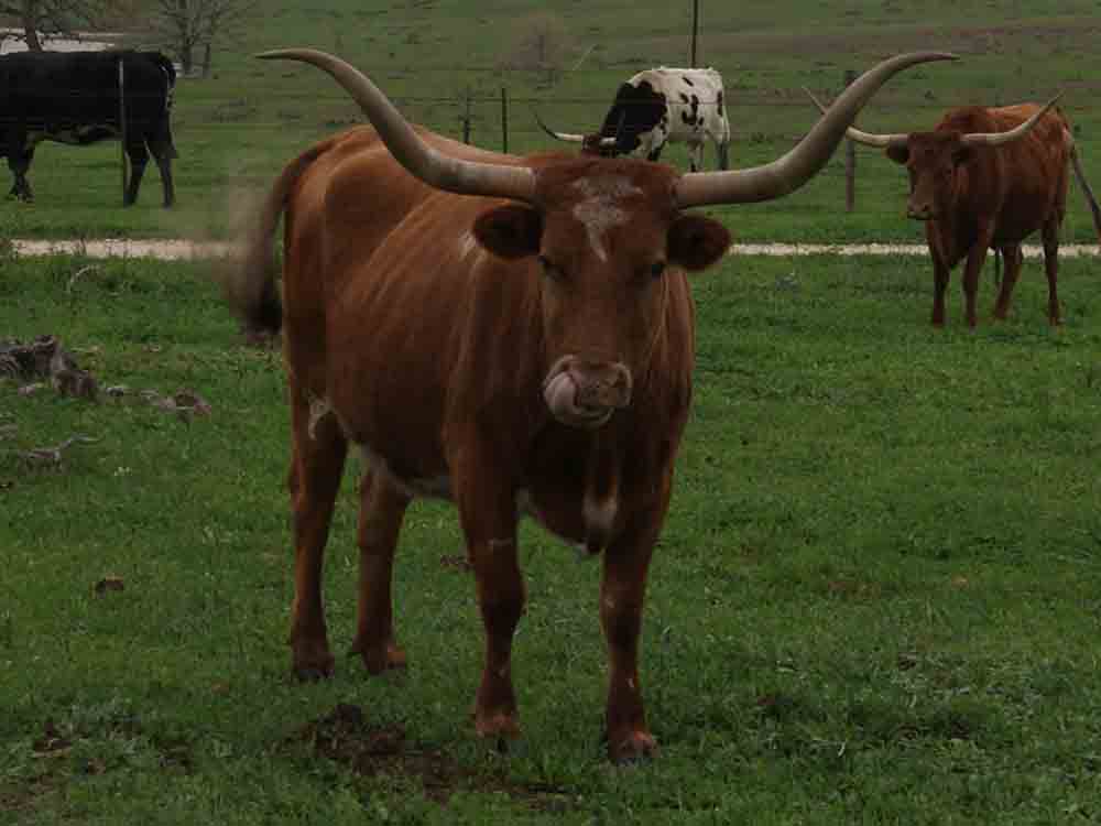 Rocking O Ranch - Safari B 177 Godiva's Heifer