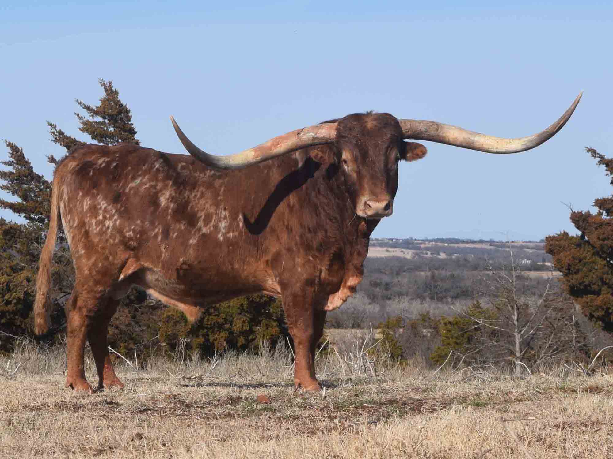 Rocking O Longhorns - Texas Longhorn semen