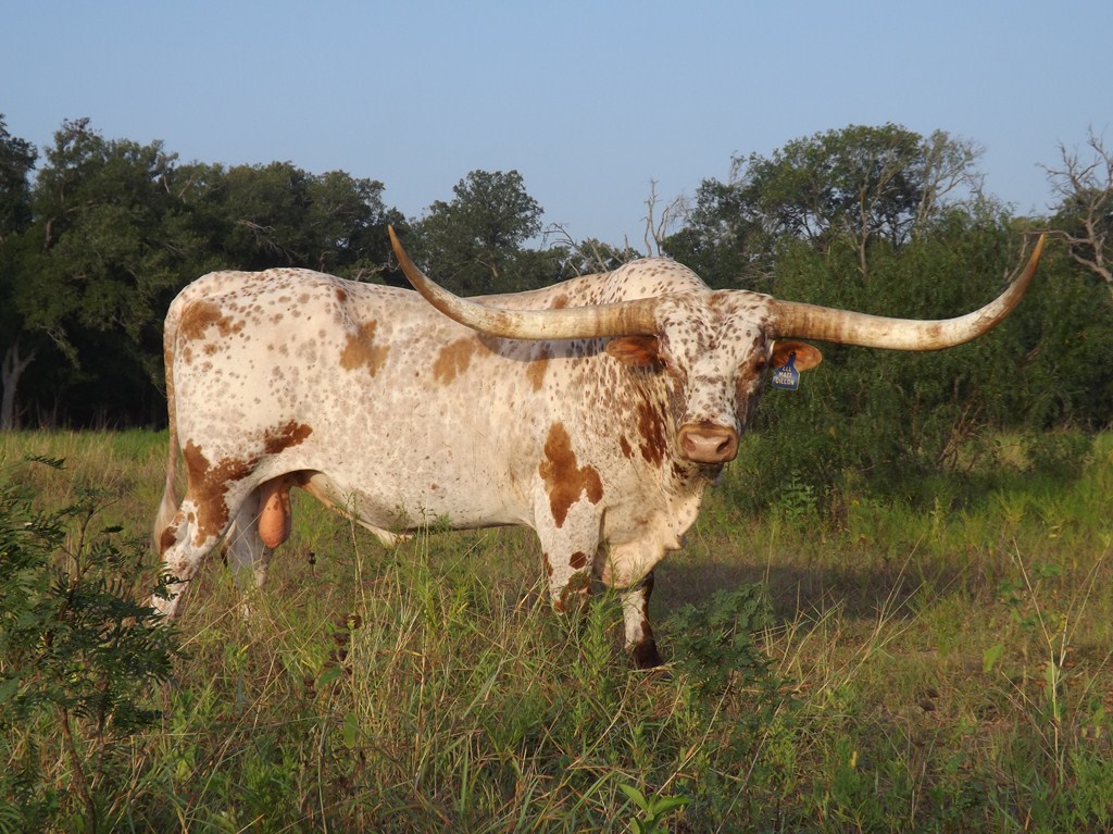 Rocking O Longhorns - Texas Longhorn semen