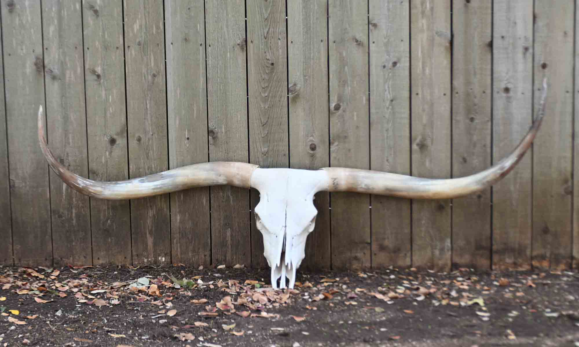 Rocking O Longhorns - Skulls