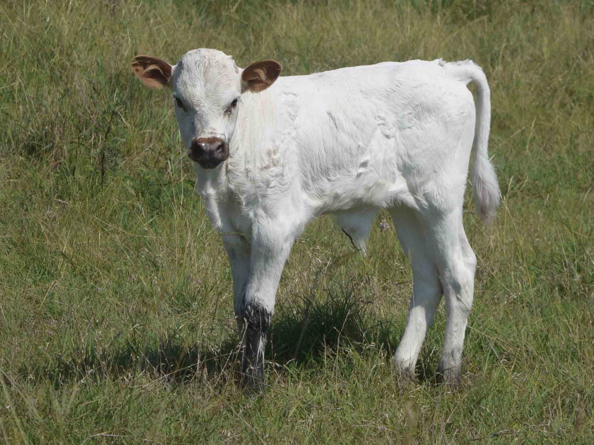 Rocking O Ranch - Sweet Magic HB