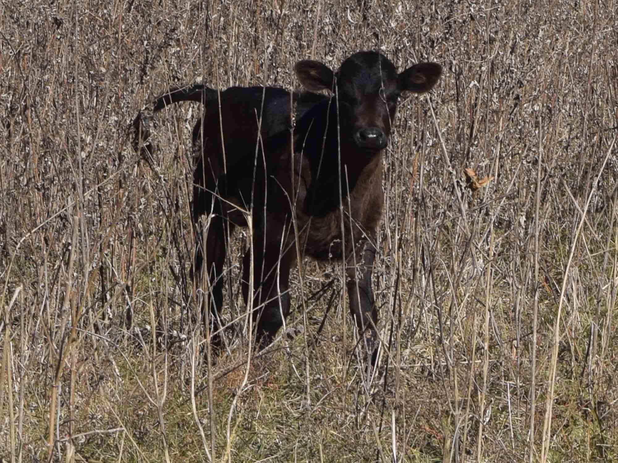 Rocking O Ranch - TP Diamond Chip