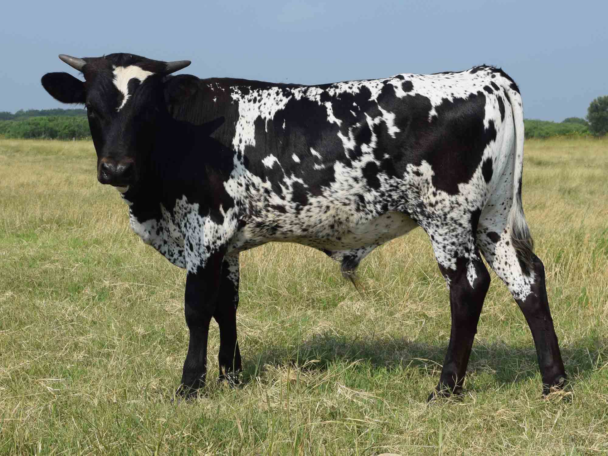 Rocking O Ranch - TP Diamond Chip
